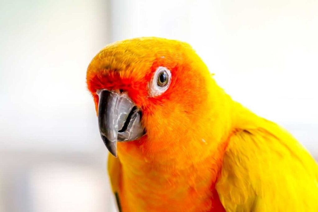 Pappagallo come animale domestico: quello che dovresti sapere prima di ...