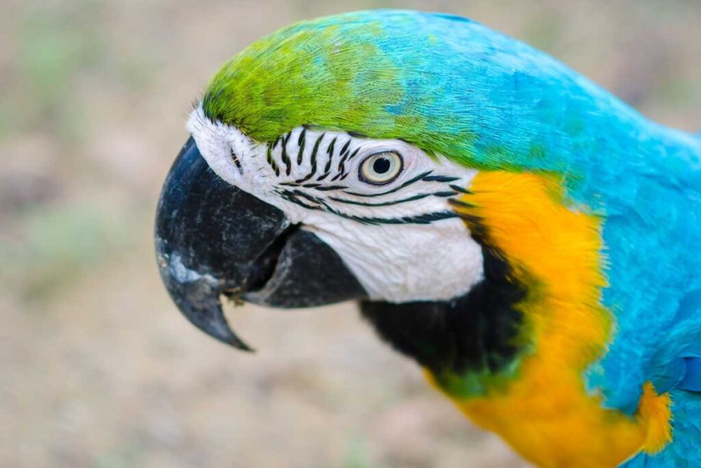 Pappagallo come animale domestico: quello che dovresti sapere prima di ...