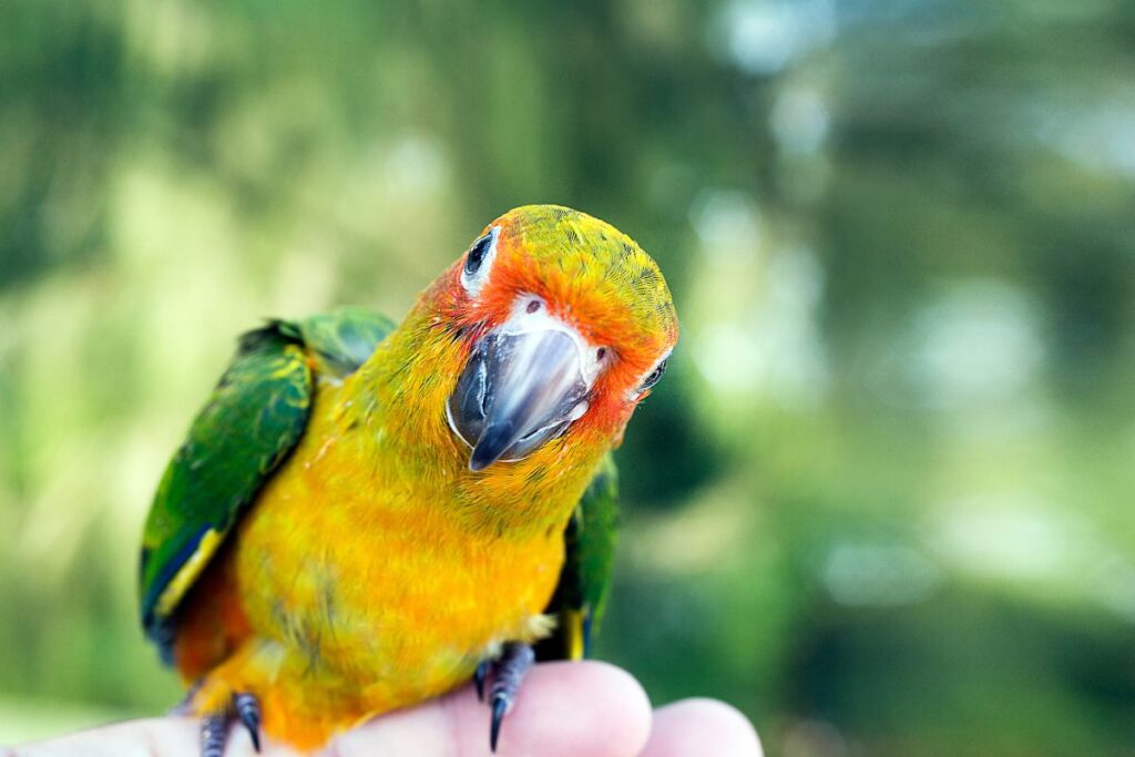 Pappagallo come animale domestico: quello che dovresti sapere prima di ...